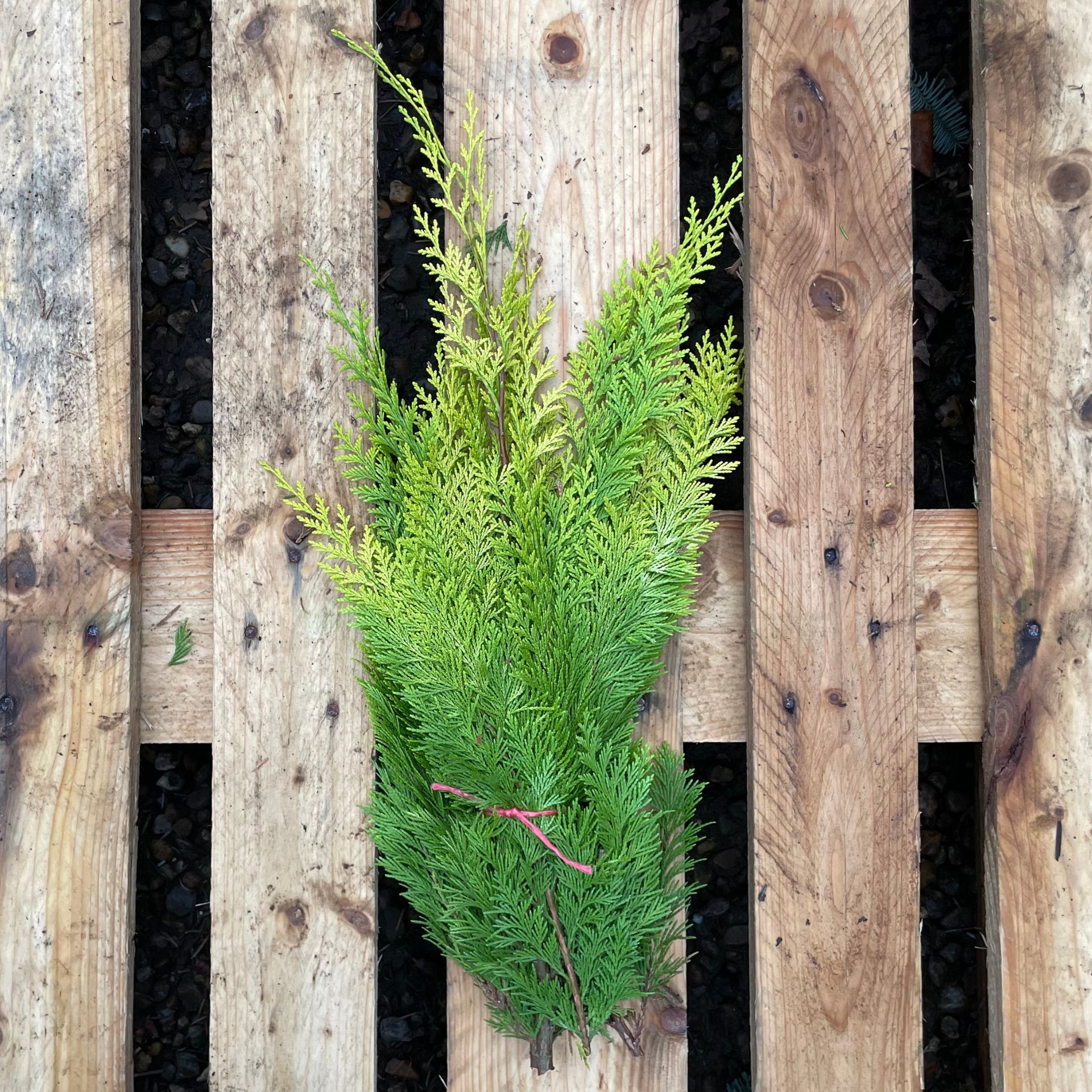 Gul Cypres i bundter á ca. 350 g. Pyntegrønt - Øster Skovgård